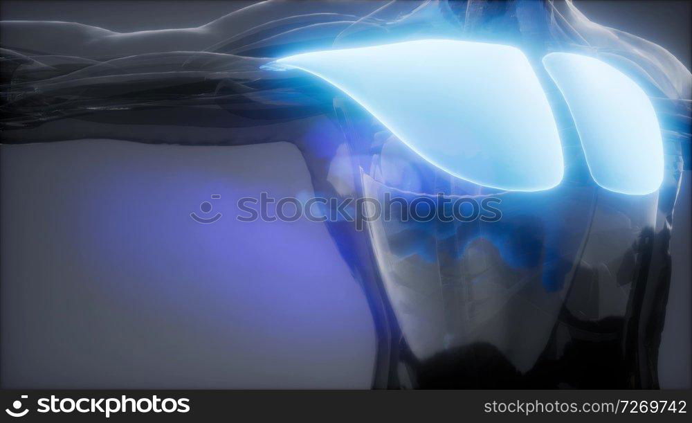 pectoral muscule - Visible muscle anatomy map. pectorsl muscule ...