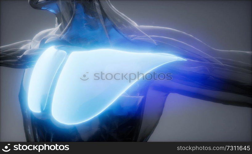 pectoral muscule - Visible muscle anatomy map. pectorsl muscule ...