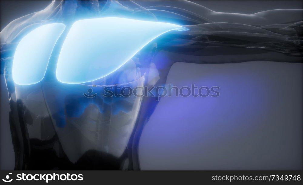 pectoral muscule - Visible muscle anatomy map. pectorsl muscule ...