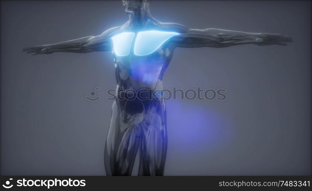 pectoral muscule - Visible muscle anatomy map. pectorsl muscule ...