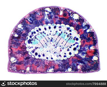 Pine needle cross-section under the microscope, background, (Pinus ...