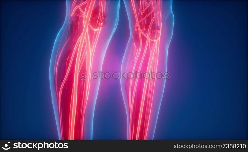 science anatomy scan of human blood vessels. Blood Vessels of Human ...