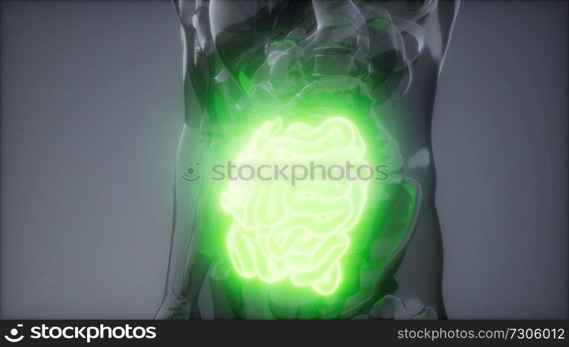 science anatomy scan of human small intestine glowing. Human Small ...