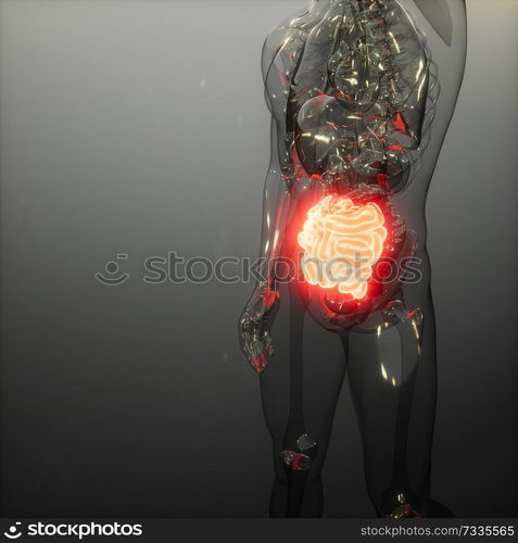 science anatomy scan of human small intestine glowing. Human Small ...