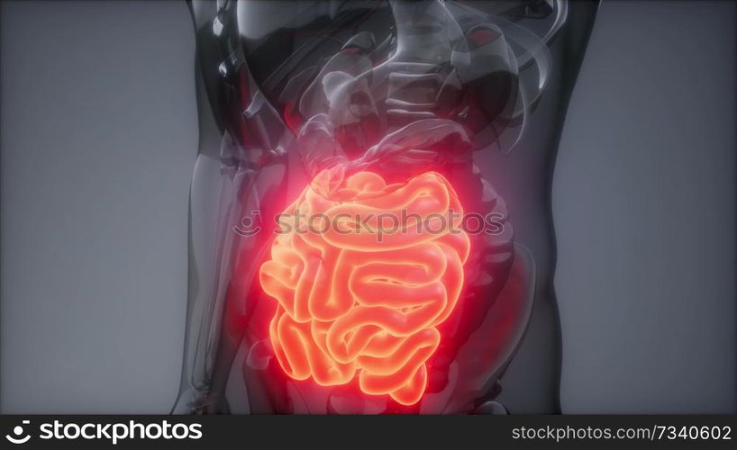 science anatomy scan of human small intestine glowing. Human Small ...