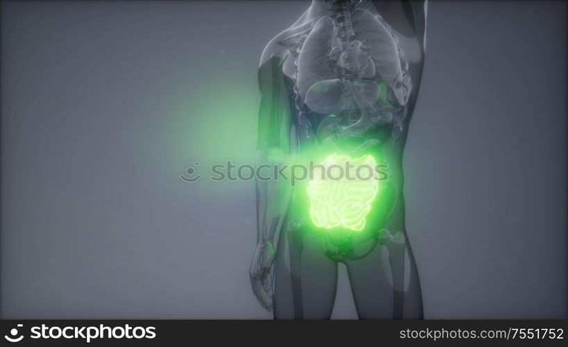 science anatomy scan of human small intestine glowing. Human Small ...