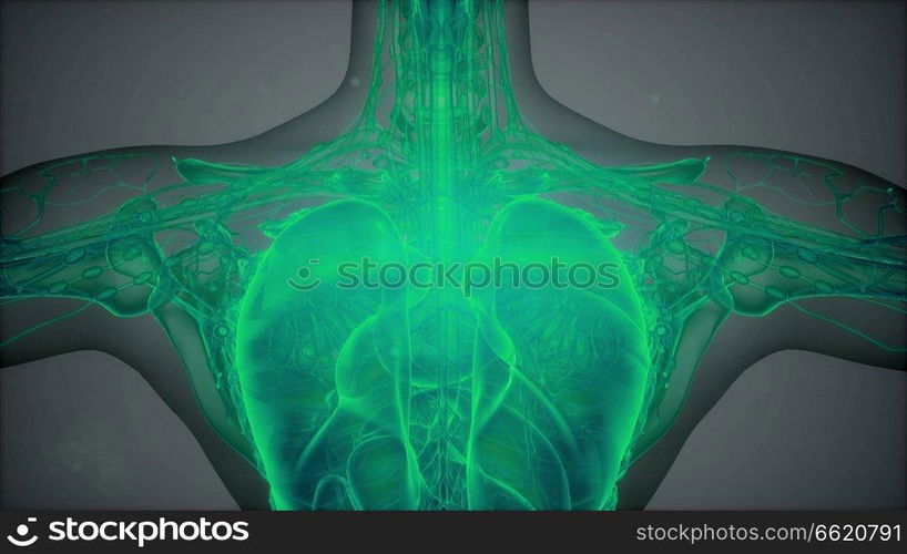 science anatomy tomography scan of human body. Anatomy Tomography Scan ...