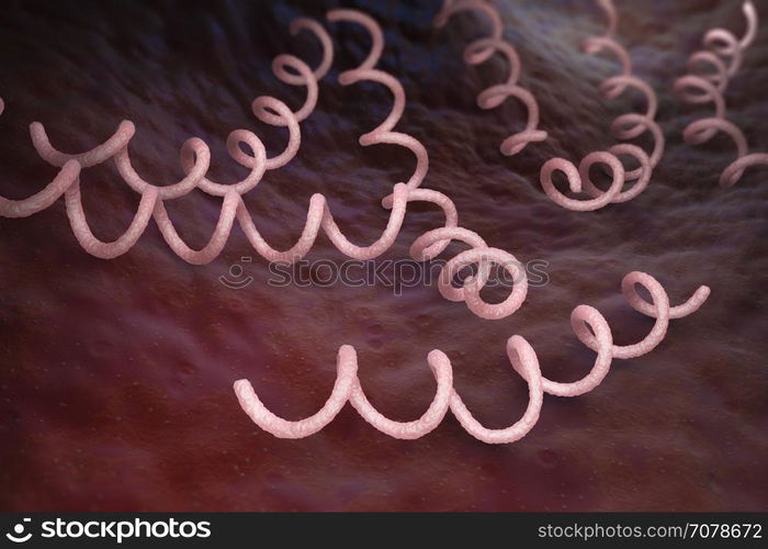 Syphilis Bacteria. Syphilis is a sexually transmitted infection caused ...