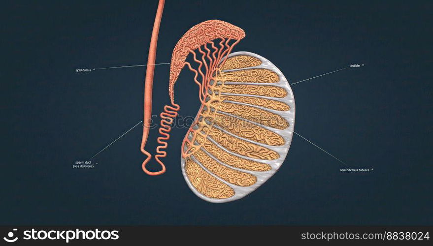 Testicle and Epididymis, Cross Section 3d illustration. Testicle and ...