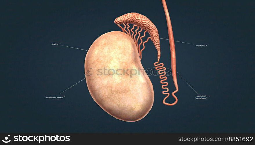 Testicle and Epididymis, Cross Section 3d illustration. Testicle and ...