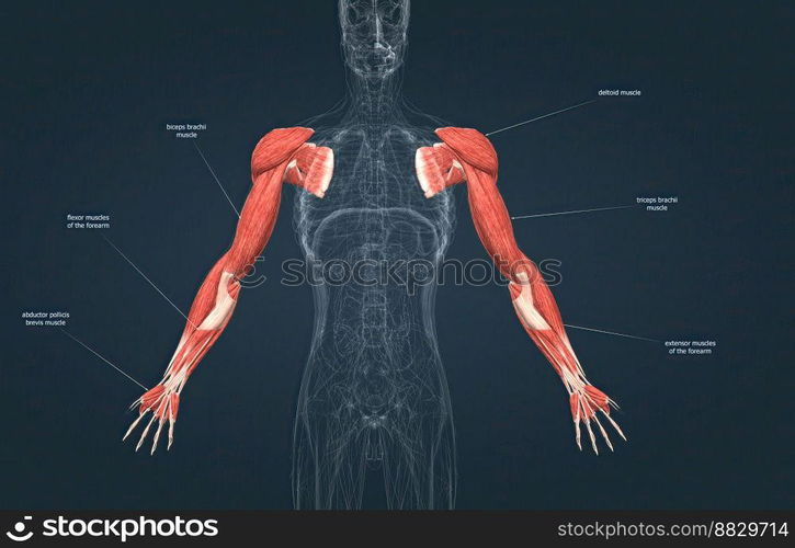 The Muscles That Move The Forearm Are Located Along The Humerus Which