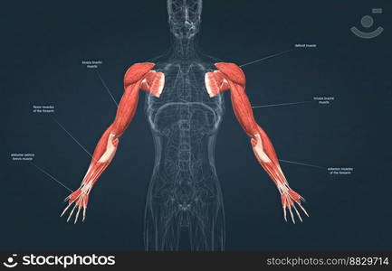The muscles that move the forearm are located along the humerus, which ...