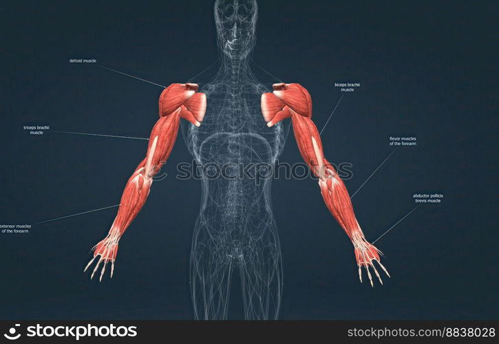 The Muscles That Move The Forearm Are Located Along The Humerus Which