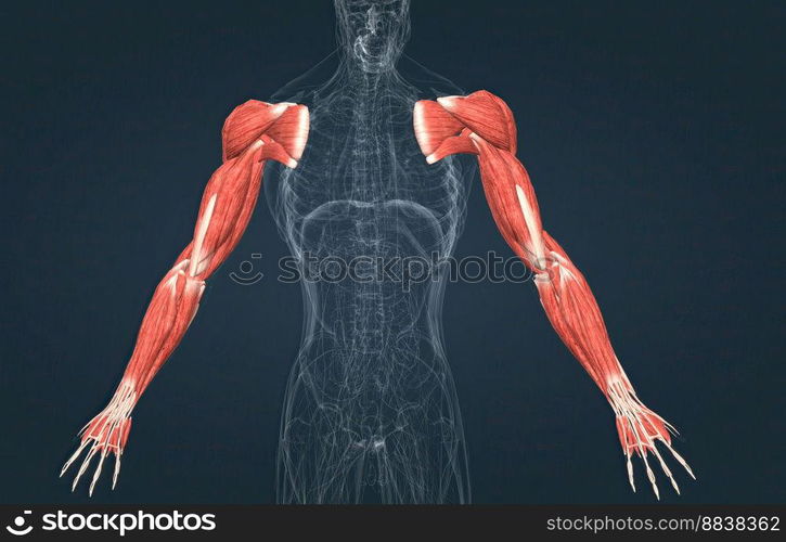The muscles that move the forearm are located along the humerus, which ...