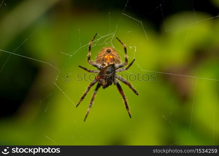 The Native species of insects in the rainforest. Native species of ...