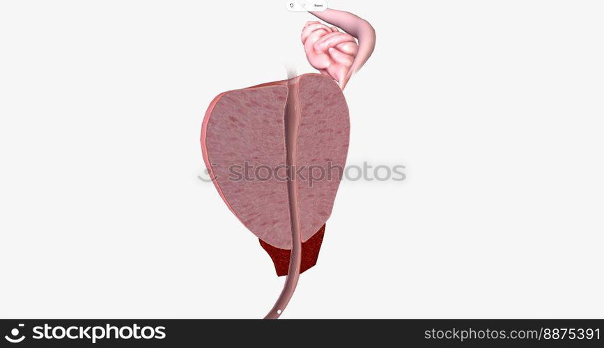 The Prostate Sagittal Cross Section 3d Rendering The Prostate