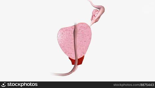 The Prostate Sagittal Cross Section 3d Rendering The Prostate