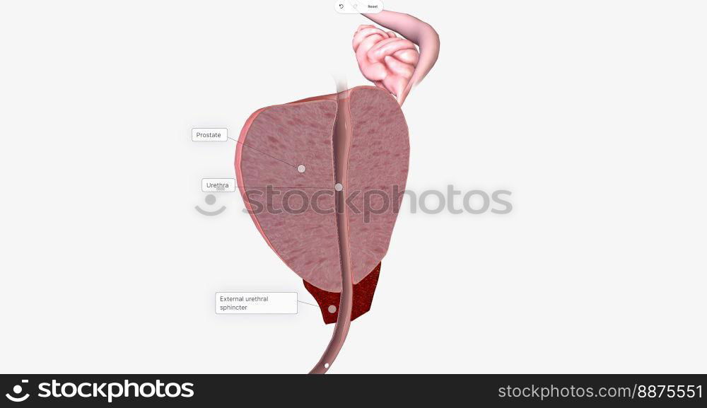 The Prostate, Sagittal Cross Section 3D rendering. The Prostate ...