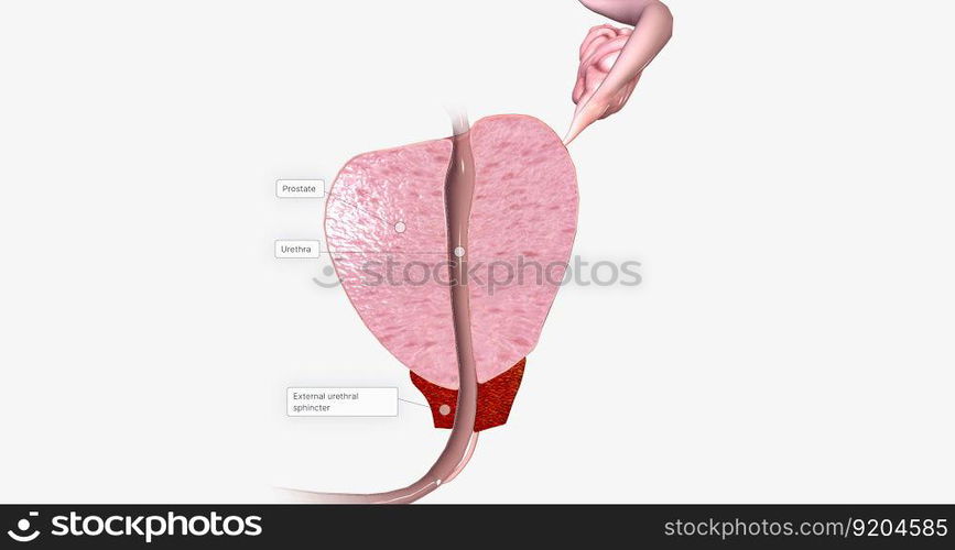 The Prostate Sagittal Cross Section 3d Rendering The Prostate