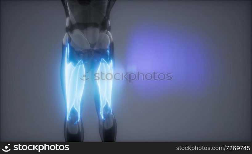 thigh muscles - Visible muscle anatomy map — Stockphotos.com
