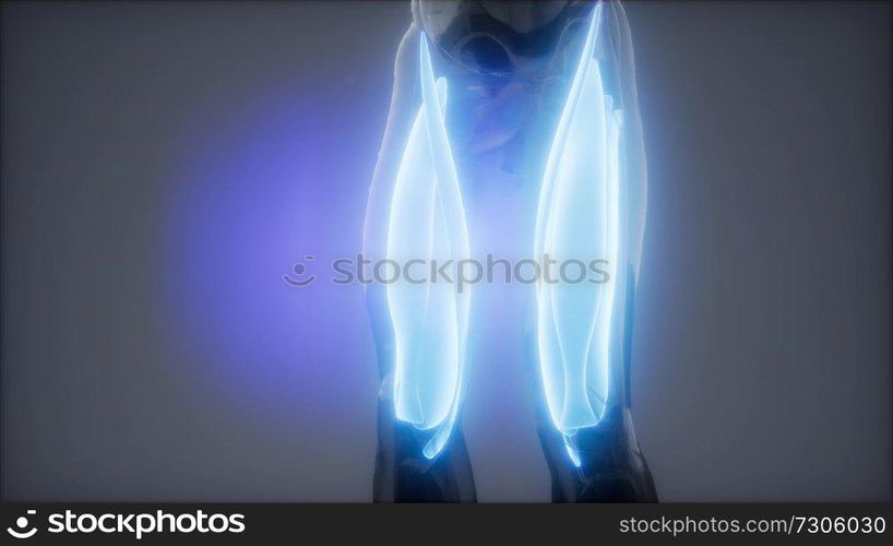 thigh muscles - Visible muscle anatomy map — Stockphotos.com