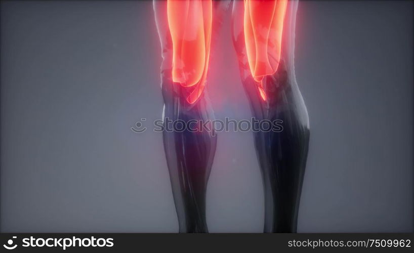 thigh muscles - Visible muscle anatomy map — Stockphotos.com
