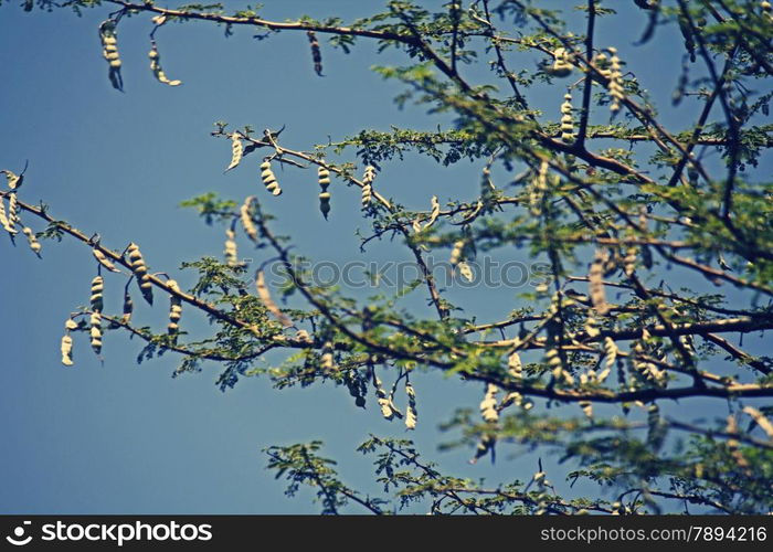 Vachellia nilotica, Acacia Nilotica, Babhul tree, India. Vachellia ...