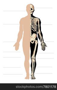 Vector body and skeleton. Male.Separate layers. Anatomy male ...
