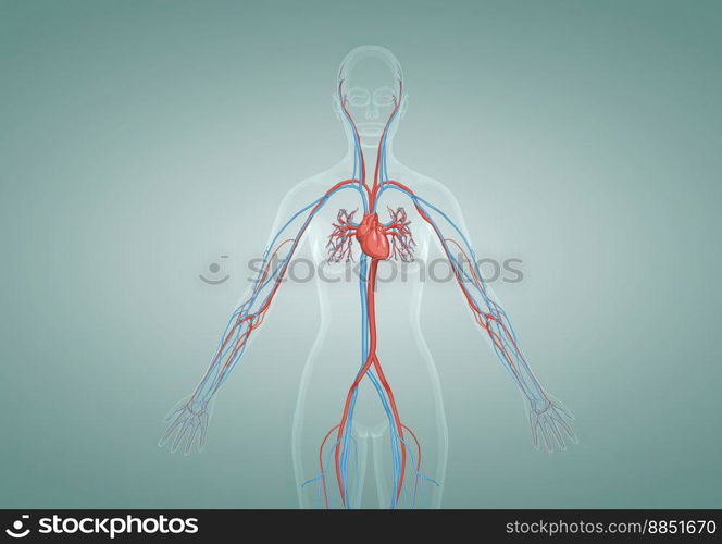 Venous and arterial circulatory system on female body. 3d illustration ...