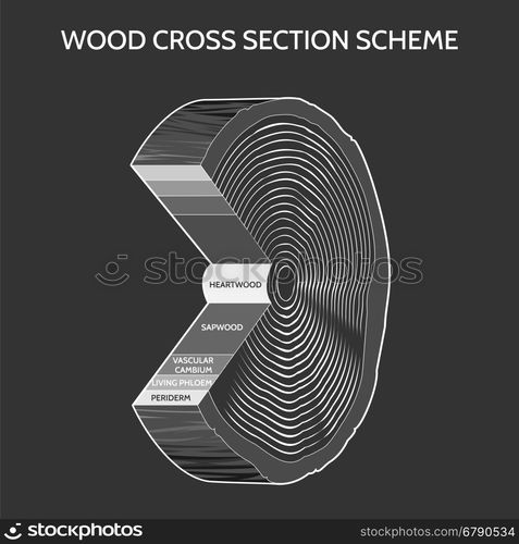 Wood cross section scheme. Wood cross section scheme on grey background ...